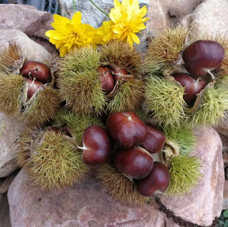 Chinese Chestnut For Sale - Buy Chestnut,Chinese Chestnut,Chinese ...