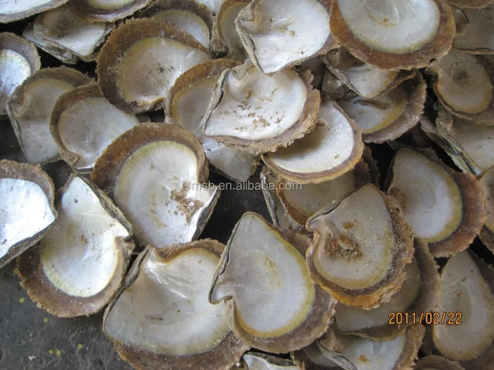 Pinctada Maxima Raw Mother Of Pearl Shells - Buy Raw Shell,Raw Mother ...