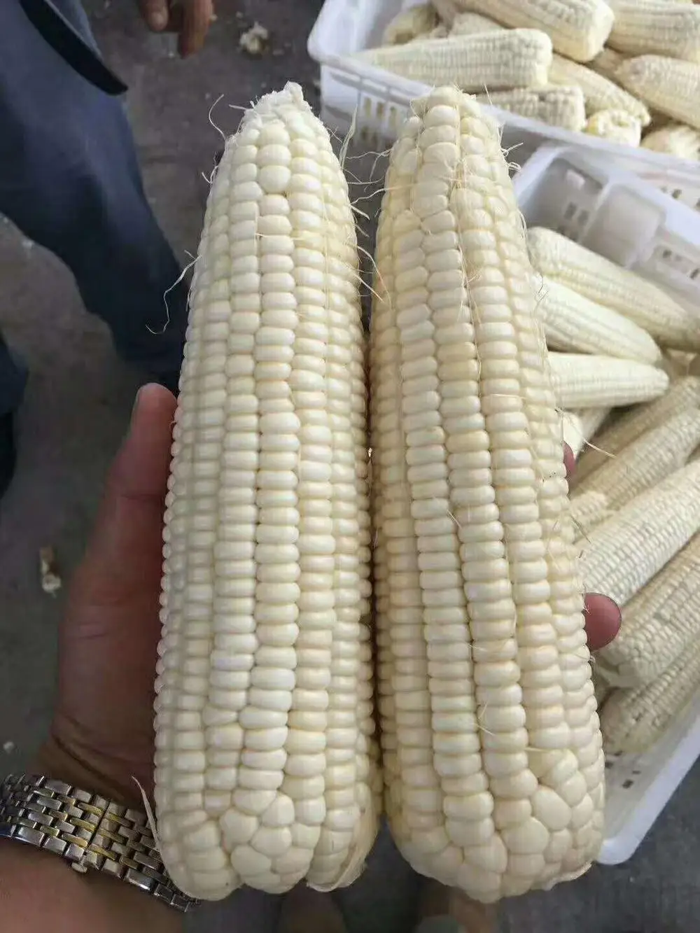 High Yield Heat And Cold Buy Online White Sweet Waxy Maize Corn Seed ...