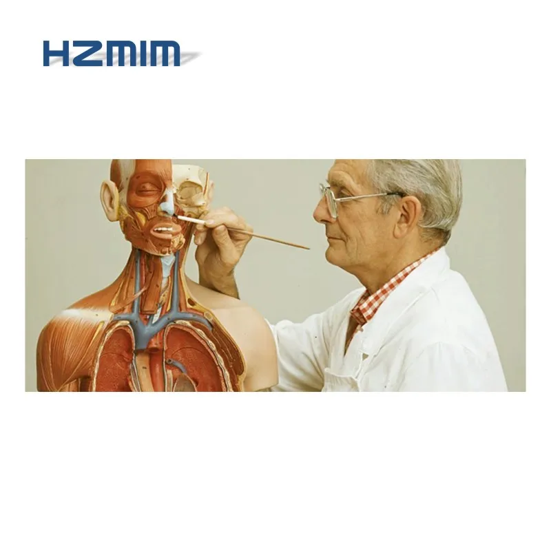 Anatomical Model - Detailed Demonstration for Medical Science