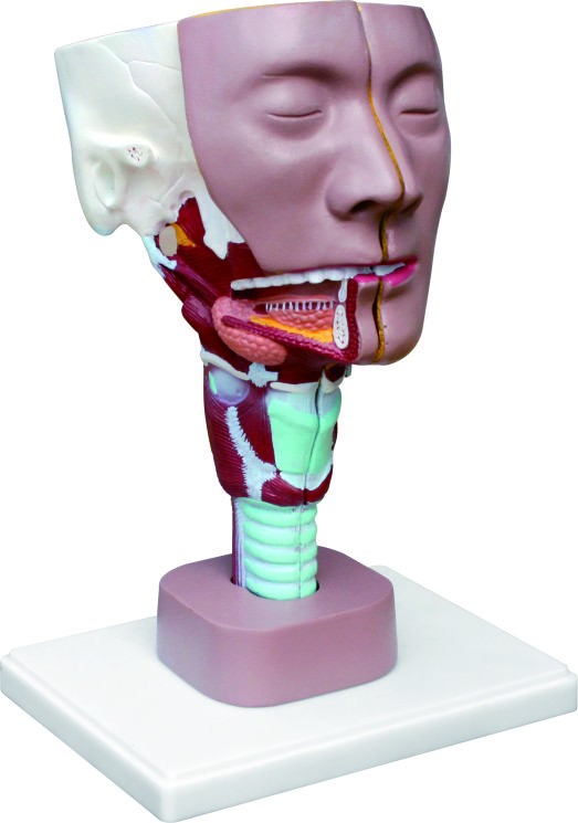 Anatomy Human Head Model - Detailed Head Model for Teaching