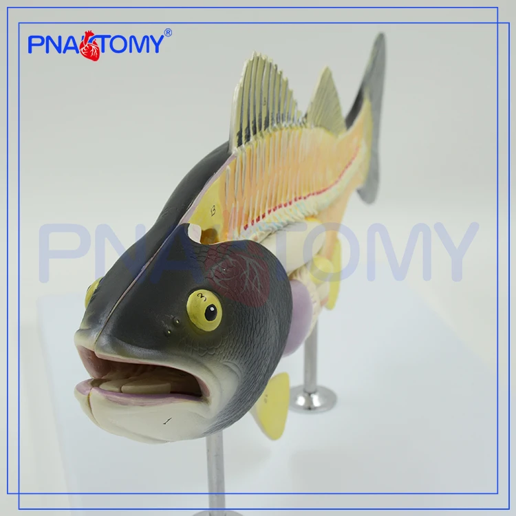 Pnt-0822 Fish Anatomical Model,Fish Dissection Model - Buy Animal ...