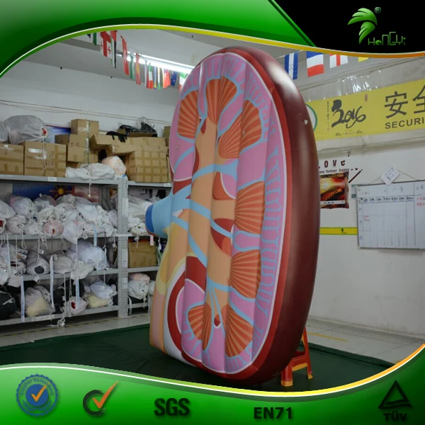 Inflatable Heart Liver Spleen Lung Kidney Balloons