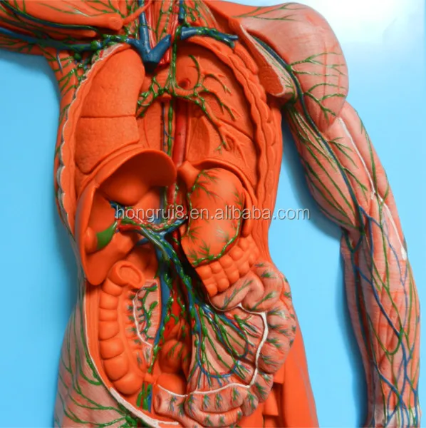 Iso Advanced Human Lymph System Model,Anatomical Model - Buy Lymphatic ...