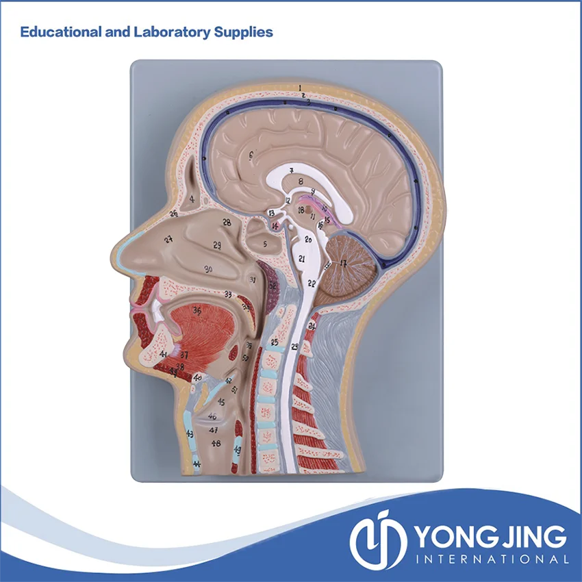 Human Head Model,Median And Frontal Section - Buy Head Model,Human Head ...