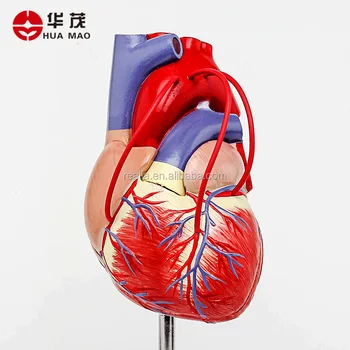 Hm-bd-008 High Quality Pvc Human Heart Model With The Blood Vessels ...