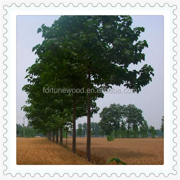 Beautiful Flower Empress Splendor Paulownia Tree With Highly Adaptable ...