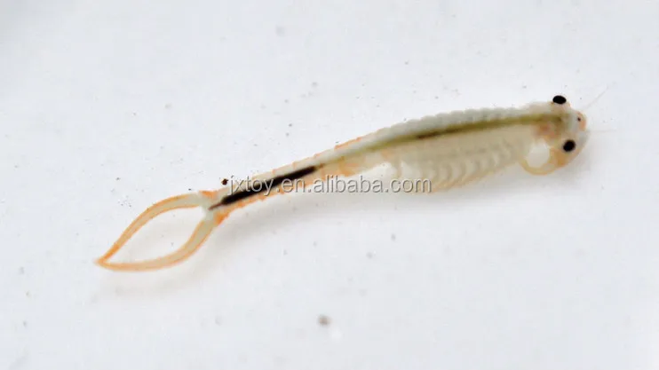 Triops Eggs - Buy Triops Eggs,Triops,Water Growing Dinosaur Product on ...