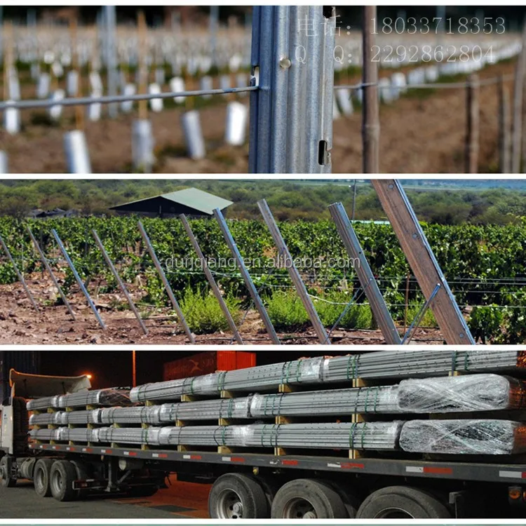 Metal Grape Pole Stakes/ Galvanized Steel Vineyard Trellis Post - Buy ...