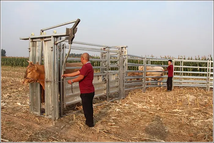 New Designed Hot Dipped Galvanized Horse Cattle Squeeze Chute