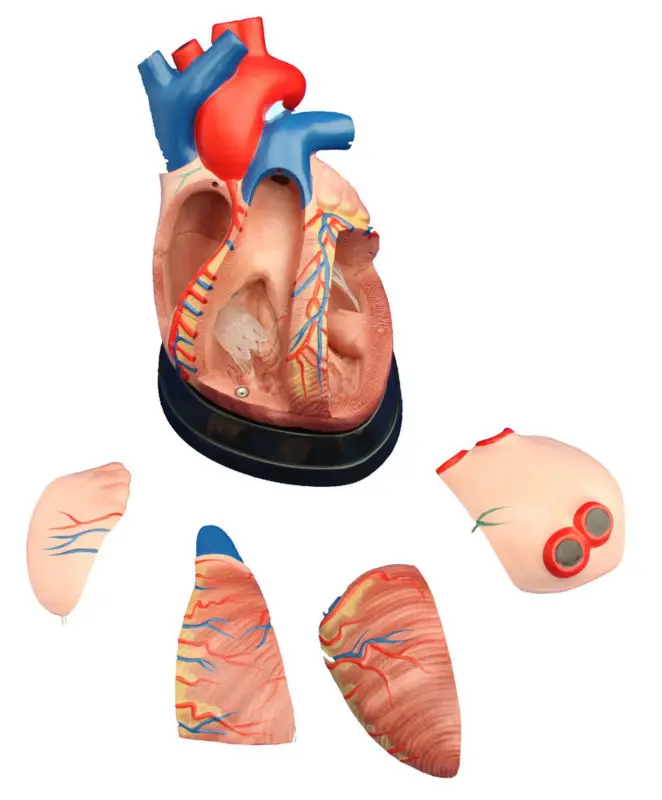Cheap Rubber Anatomical Heart Model for Sale - Xincheng