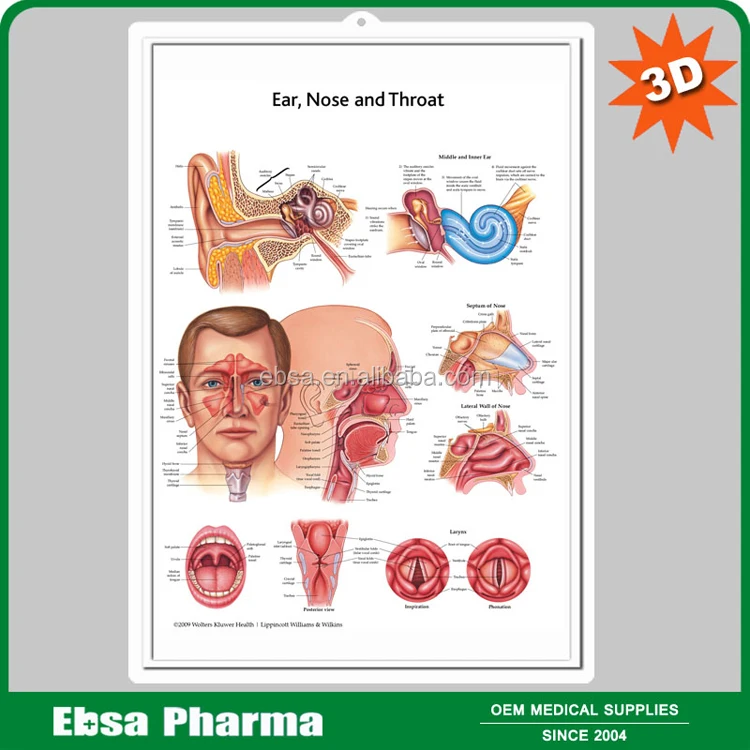 3D Medical Human Anatomy Wall Charts - Ear, Nose & Throat