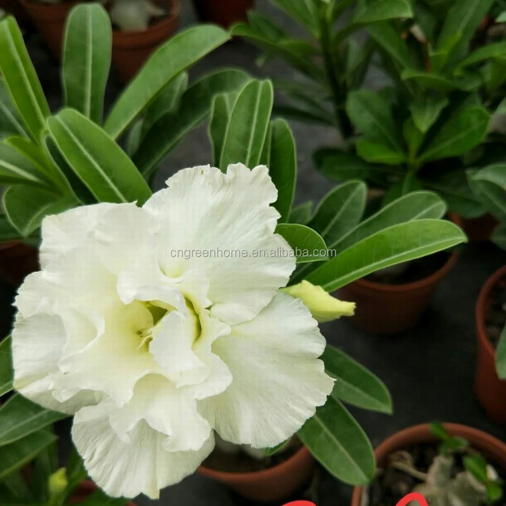 Adenium Obesum Hybrid White Adenium White Desert Rose White - Buy ...