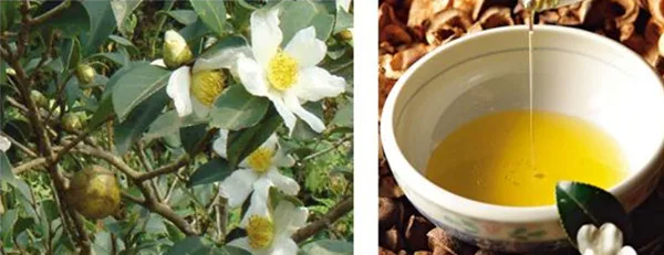 2020 Hot Sale Tea Seed Oil - Buy Tea Seed Oil,Camellia Oil,Camellia ...