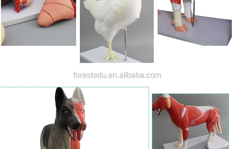 Animal Anatomical Models - Educational Medical Supplies