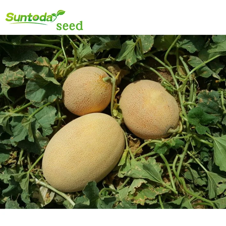 Ananas Golden Vegetable Hybrid F1 White Melon Seeds - Buy Melon Seeds ...