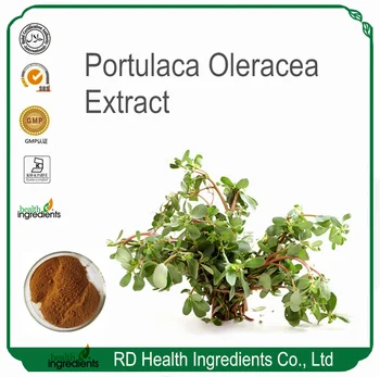 Professional Manufacturer Supplier Natural Portulaca Oleracea Extract ...