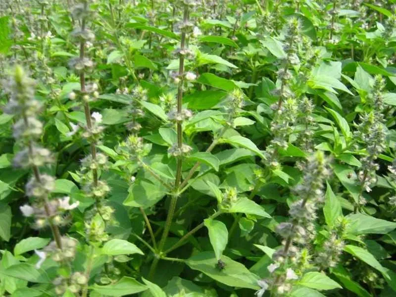 Schizonepet (schizonepeta Tenuifolia) Wholesale & Extract
