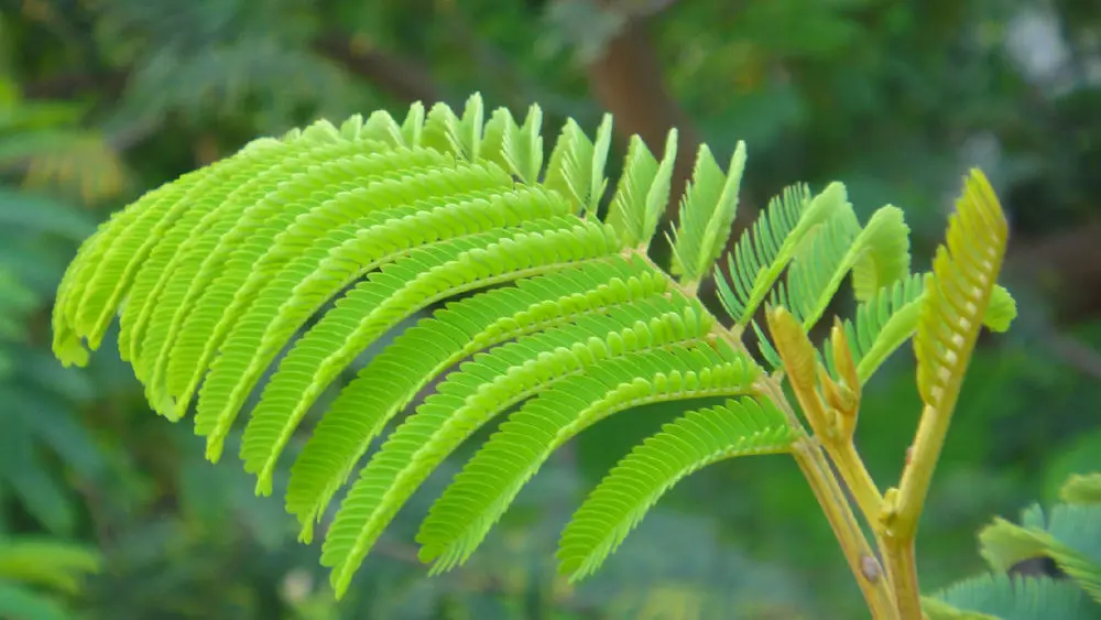 Mimosa Pudica Extract 10:1 Sensitive Plant Extract Mimose Extract ...