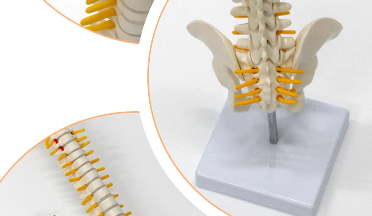 Spine Model Anatomical Rehabilitation Training Sitting Posture 45cm ...