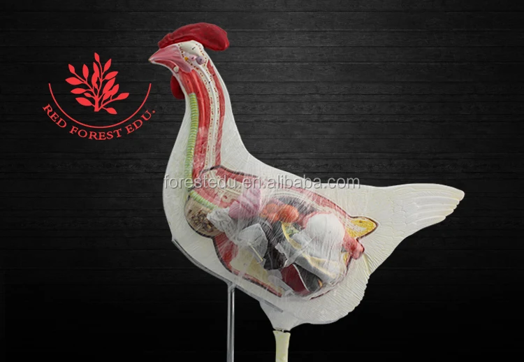 Hen Model Farm Animal Female Chicken Model Animal Anatomical Models For ...