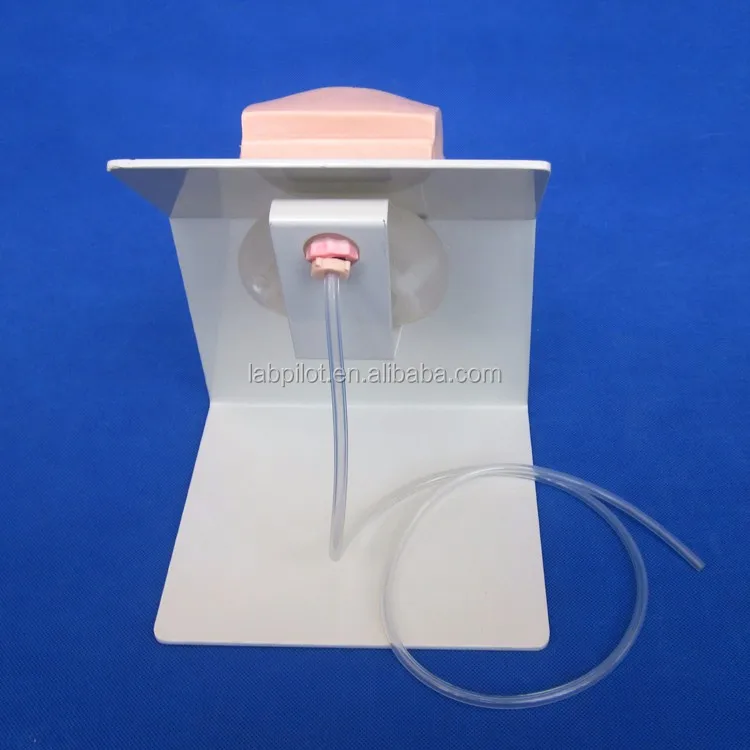 Female Urinary Catheterization Training Bladder Model Nursing Care ...