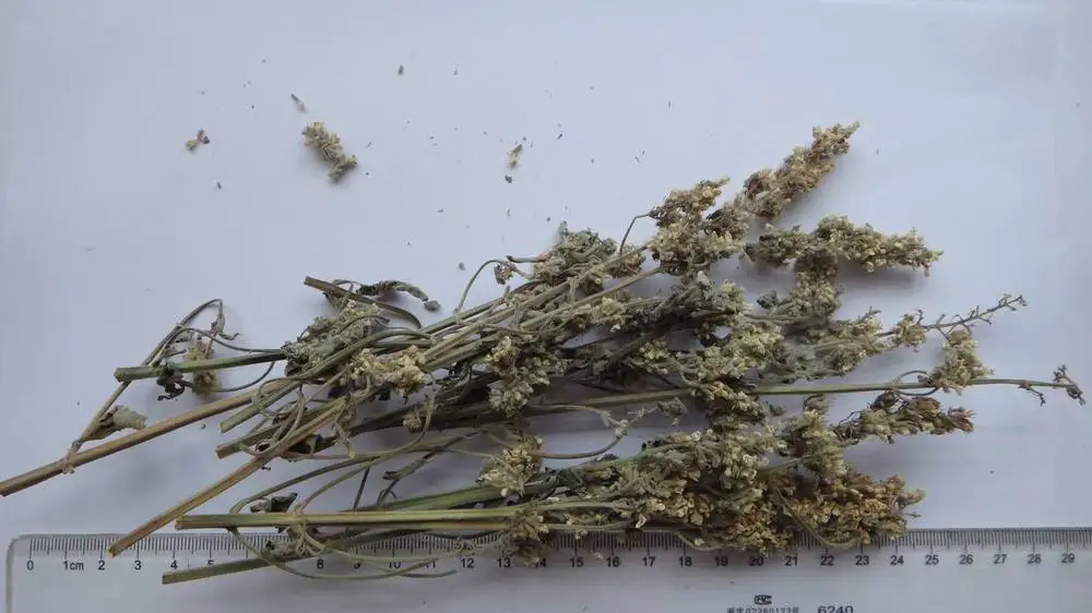 Dried White Catnip Flower For Cat Mint Oil - Buy Catnip Flower,Catmint ...