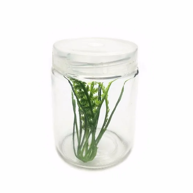 Empty Glass Jars - Ideal for Plant Tissue Culture Vessels