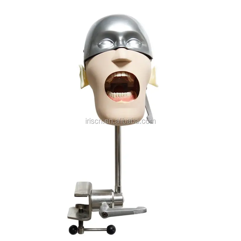 Dental Manikins - Phantom Head Models for Education