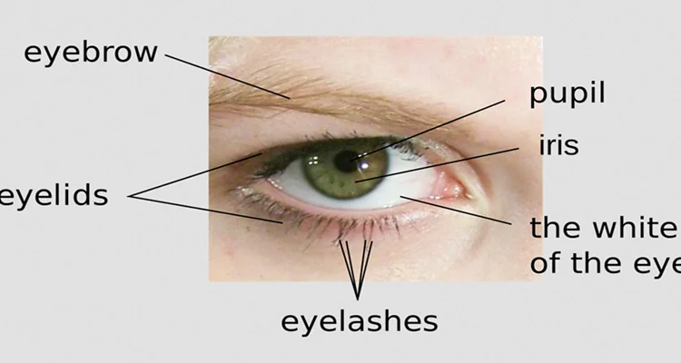 3ml Intraocular Injection Non Cross Linked Sodium Hyaluroante Gel ... 3ml Intraocular Injection Non Cross Linked Sodium Hyaluroante Gel ...