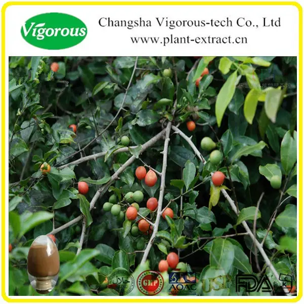 Pure Natural 10:1 Salacia Reticulata Extract - Buy Salacia Reticulata ...
