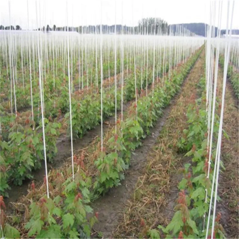 High Quality 10 Foot Solid Fiberglass Poles For Greenhouse - Buy 10 ...