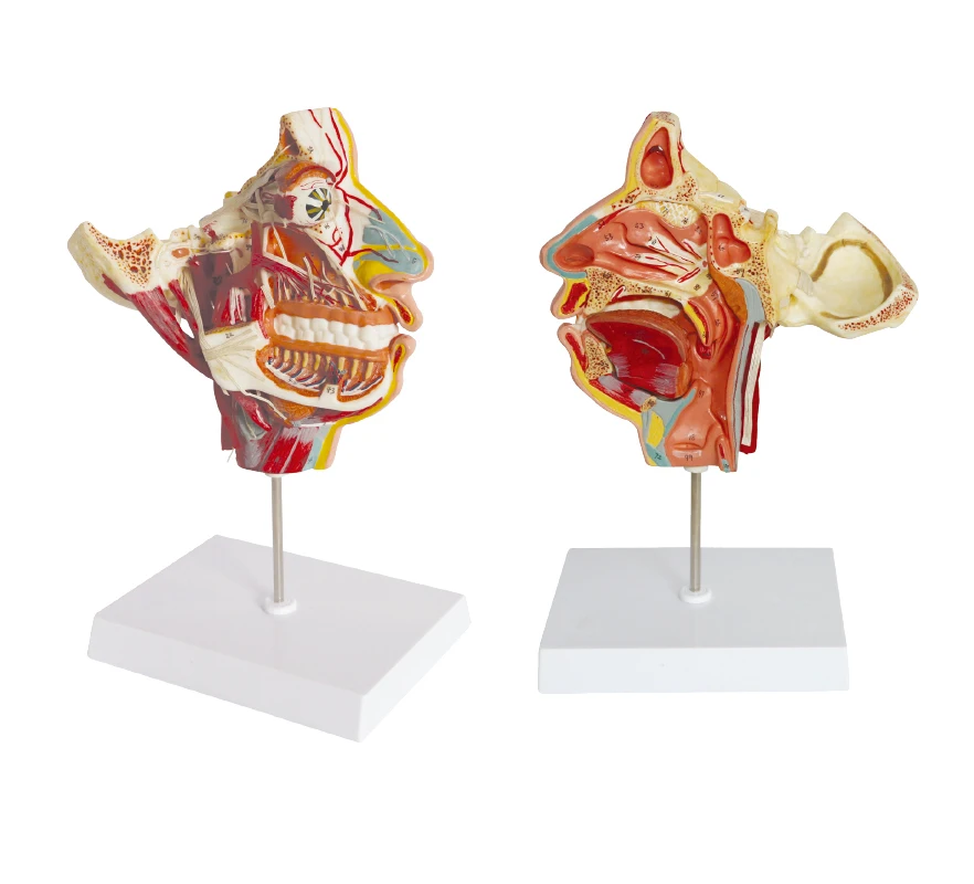 Plastic Human Life Half Head Anatomic Model for Medical Demonstration