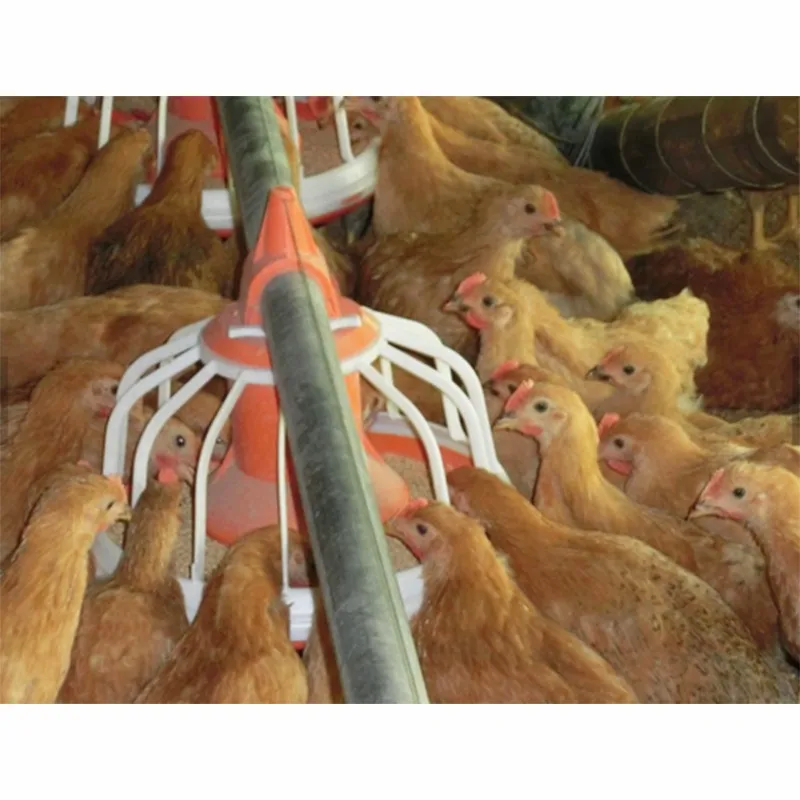 New Brand Technology Automatic Chicken Feeding Line System With Stable ...