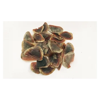 China Factory High Quality Promotion Operculum Black Conch Sea Shells ...