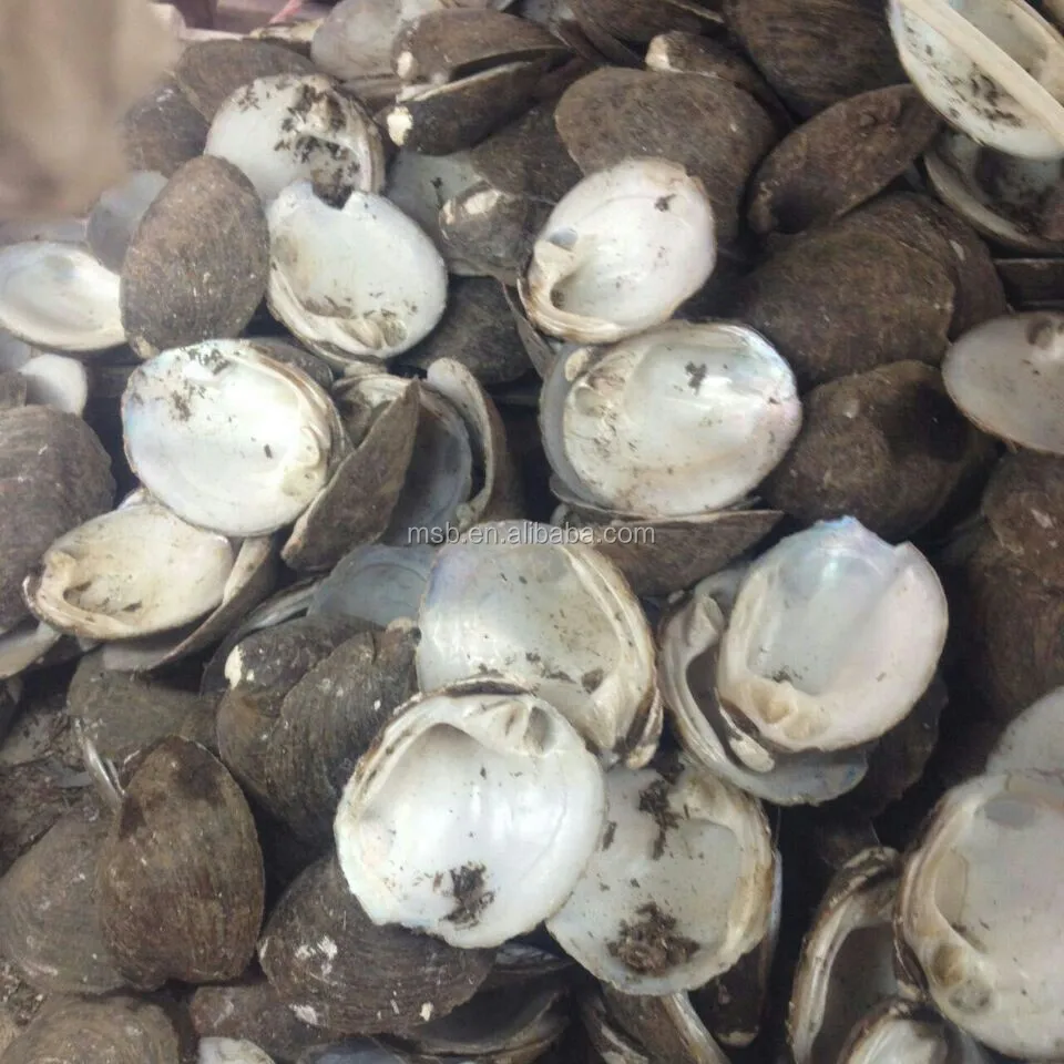 American Mississippi River Shell Pearl Nucleus - Buy Mississippi ...