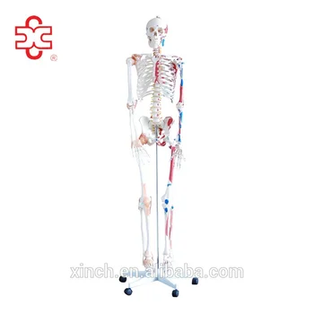 180cm Plastic Human Anatomical Skeleton With Color Muscle And Ligaments ...