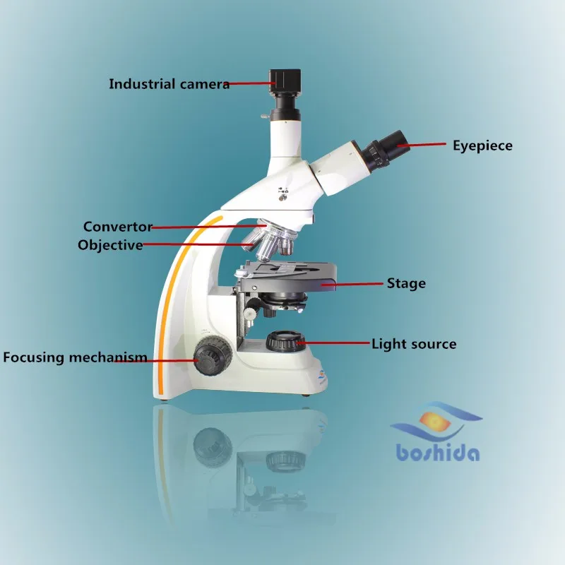 Supply Bd-s1 Trinocular Biological Microscope For Pathology - Buy ...