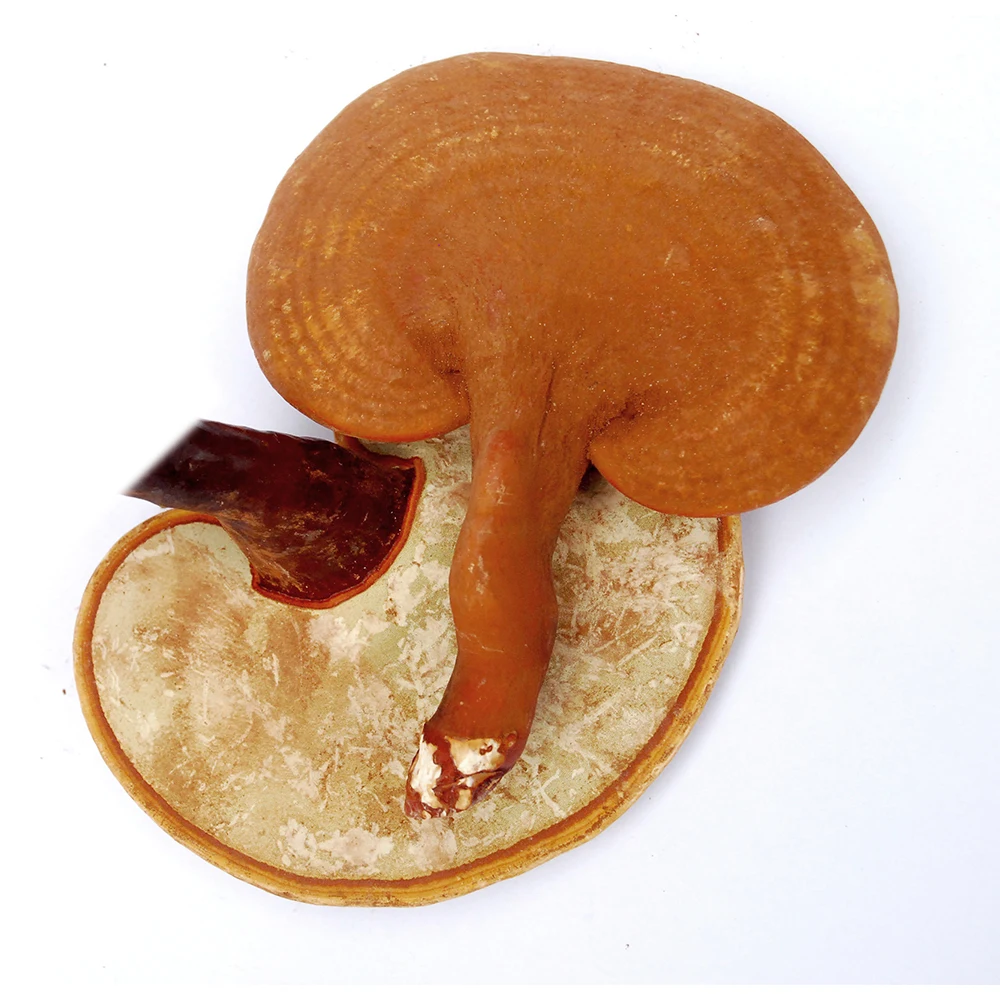 Ganoderma Lucidum Fruit Body-wuling