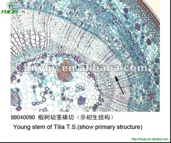 Botany Prepared Slides,Young Stem Of Tilia T.s.(show Primary Structure ...