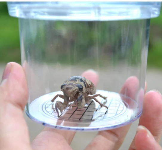 Magnifying Bug Viewer Insect Observation Box Insect Amplifying Jar ...