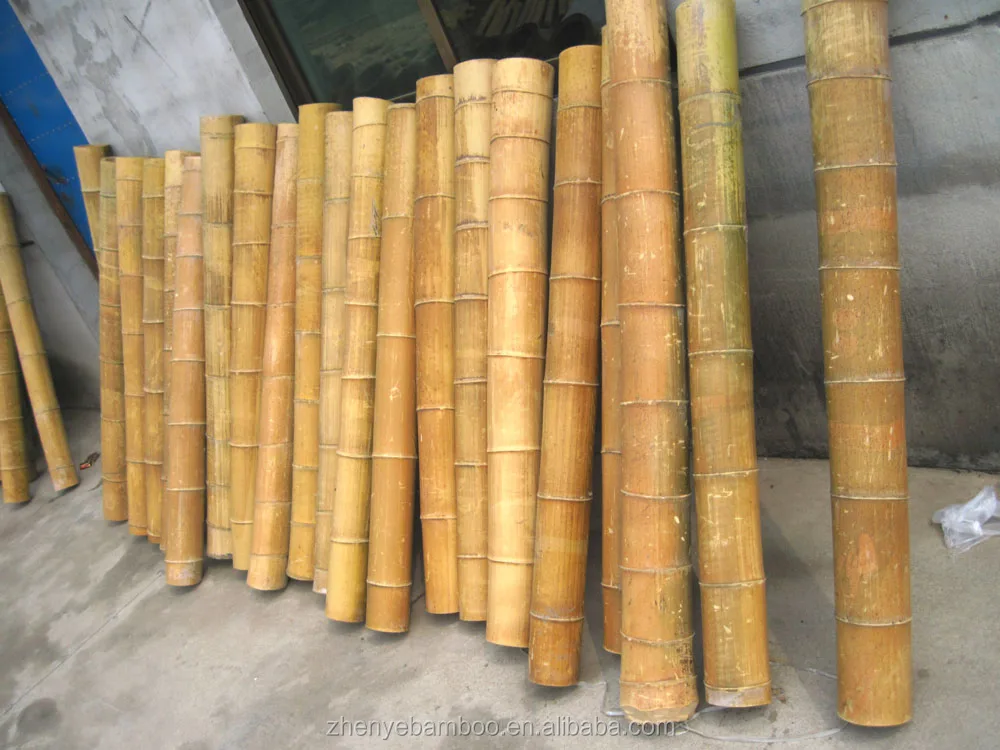 Giant Bamboo Trunks,Large Bamboo Poles,Raw Bamboo Material Large ...