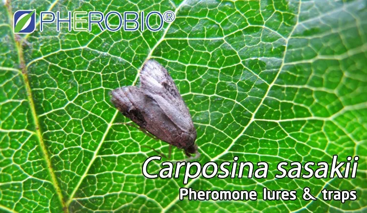 Carposina Sasakii Peach Fruit Moth Insect Pheromone Lure - Buy Fruit ...