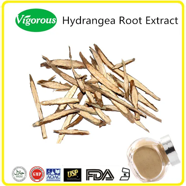 Free Samples Hydrangea Root Extract/natural Hydrangea Root Extract ...