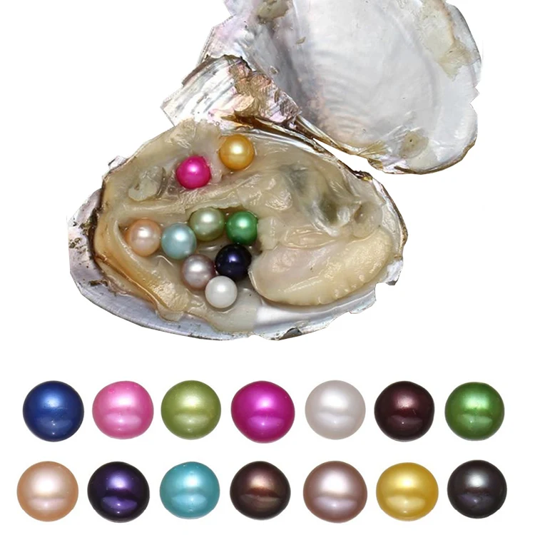 Vacuum Chinese Akoya Saltwater Pearl Oyster Shell - DAKING