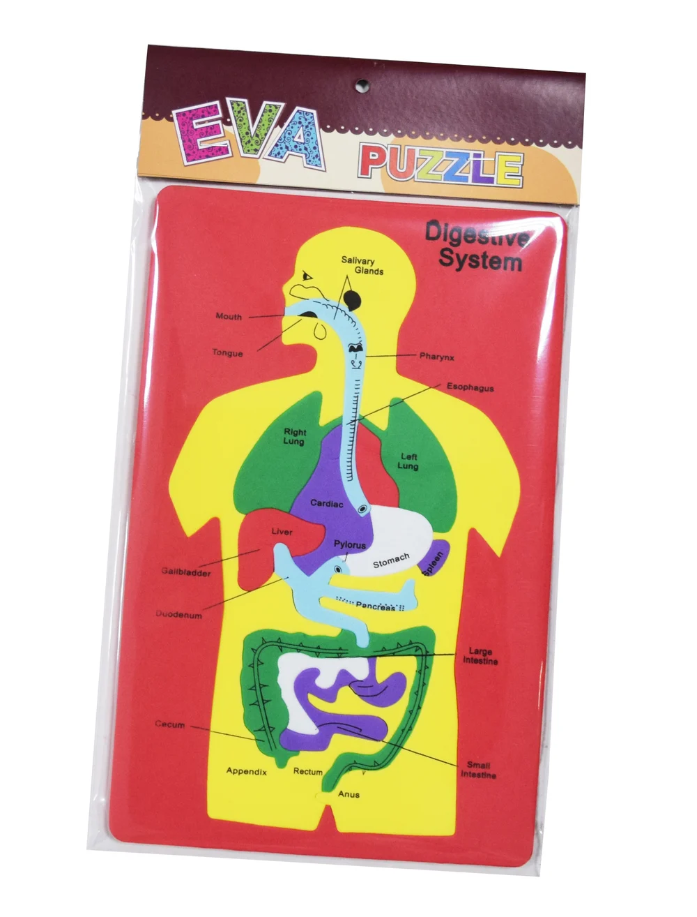 Kids Digestive System Eva Foam Learning Puzzle - Buy Learning Puzzle ...