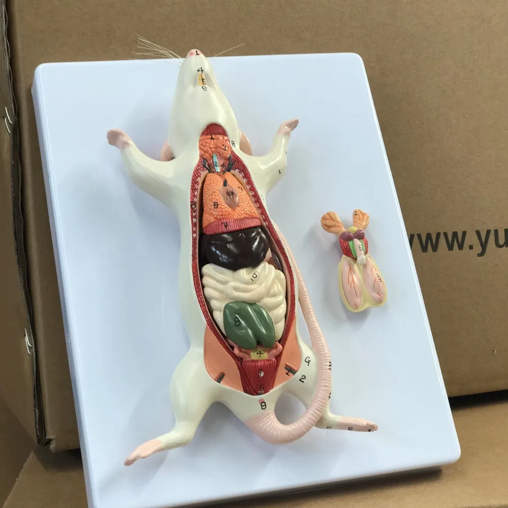 Mouse Torso And Trunk 3d Anatomy Model - Buy Model 3d Mouse,Anatomical ...