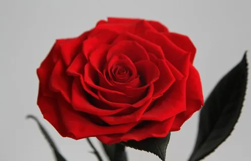 Long Stem Preserved Single Roses Real Life Long Lasting Garden Rose ...