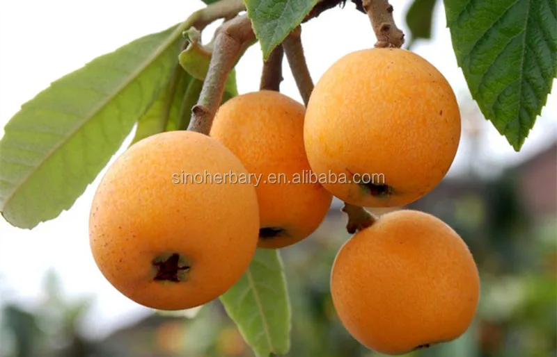 Hot Sale Delicious Fruit Pipa Seeds For Growing - Buy Pipa,Agriculture ...