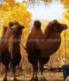 A186 Automatic Russian Sheep Wool Hackle Machine Cashmere Carding